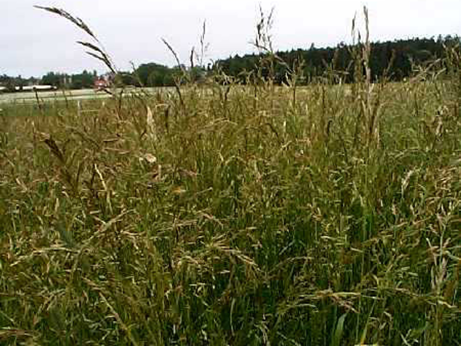 Forage Grass | Harlow Agriculture
