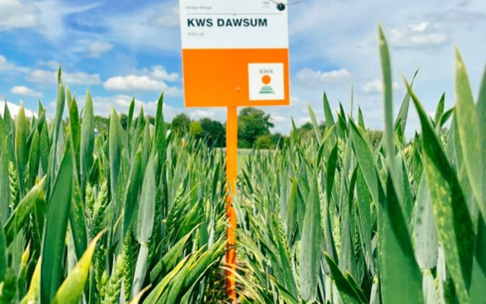 Seed Varieties | Harlow Agriculture