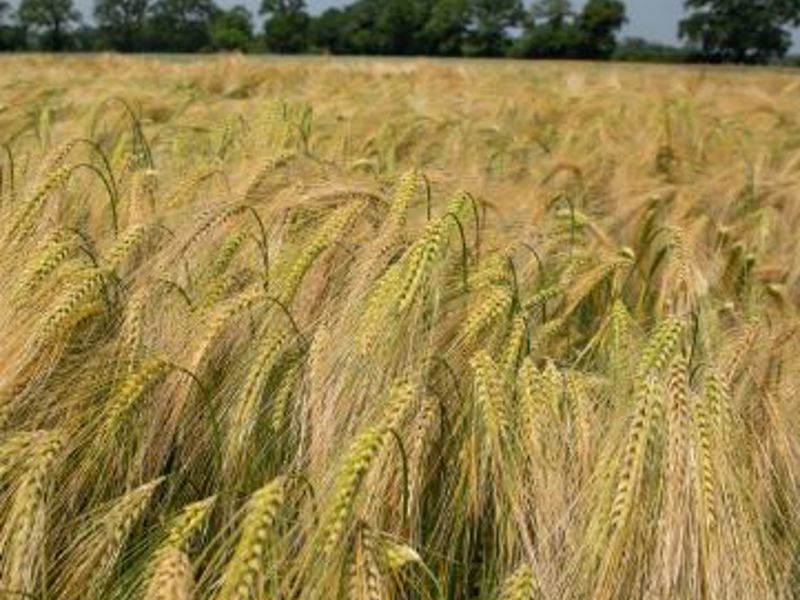 Barley Varieties | Harlow Agriculture