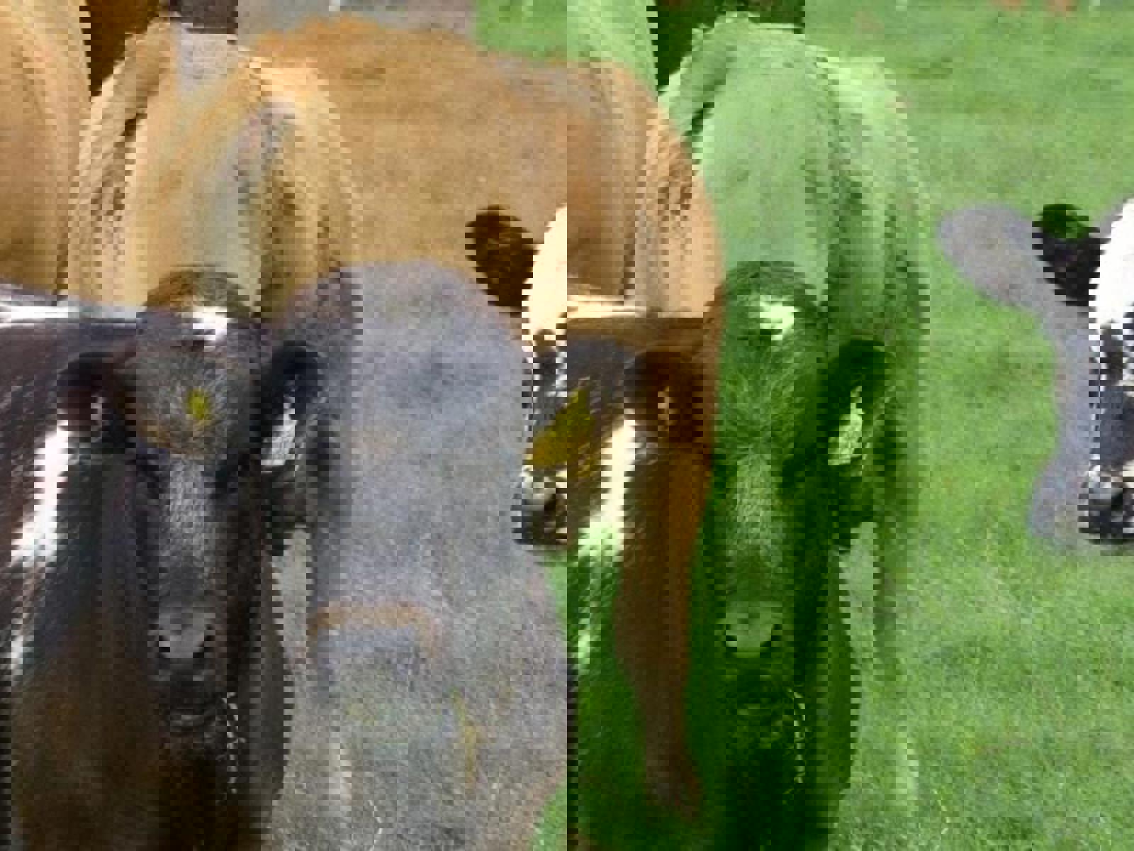 Forage Grass | Harlow Agriculture