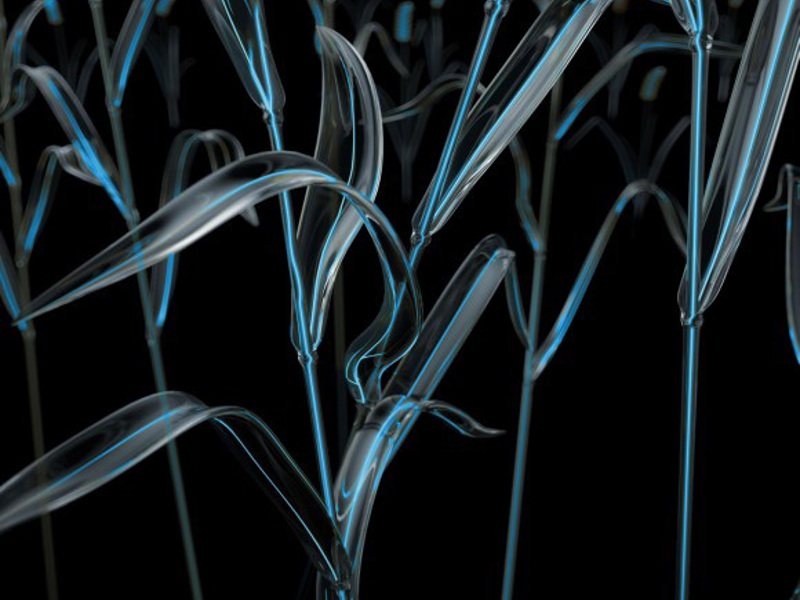 Cereal Varieties | Harlow Agriculture