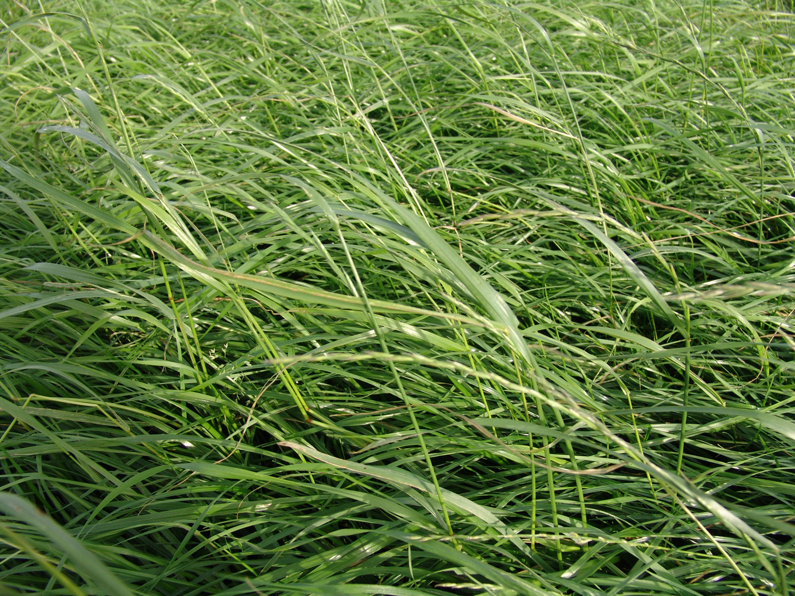 Forage Grass | Harlow Agriculture