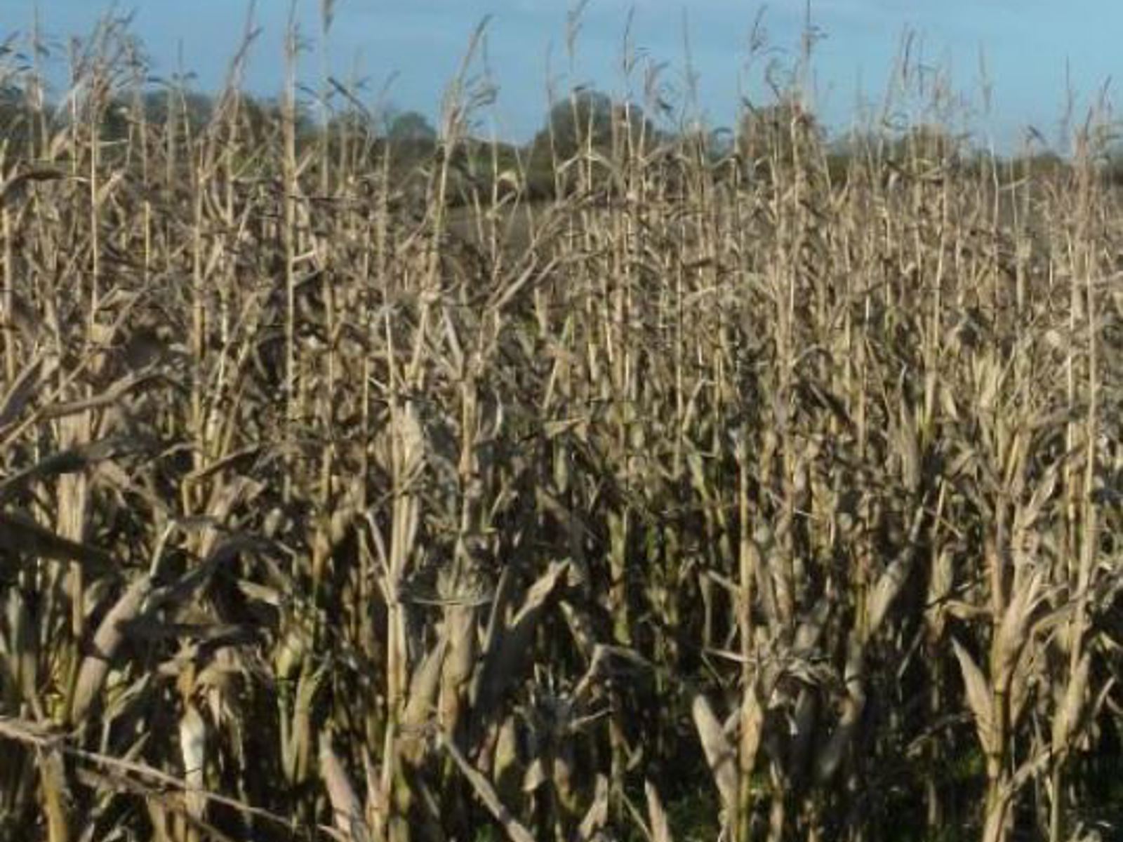 Game Maize & Sorghum | Harlow Agriculture