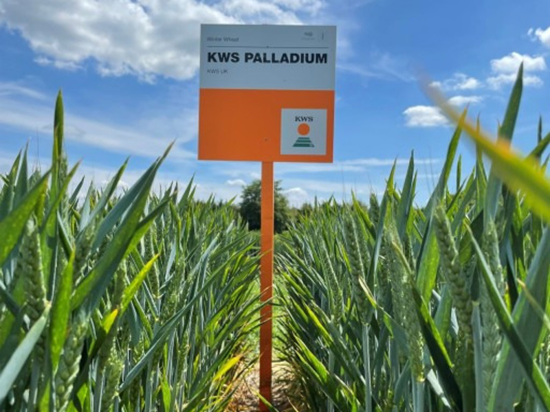 Cereal Varieties | Harlow Agriculture