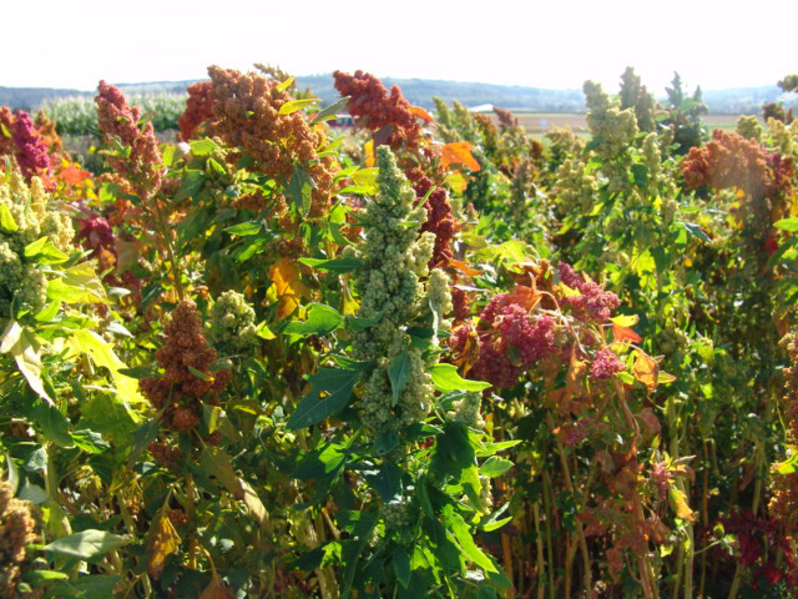 Seeds | Harlow Agriculture