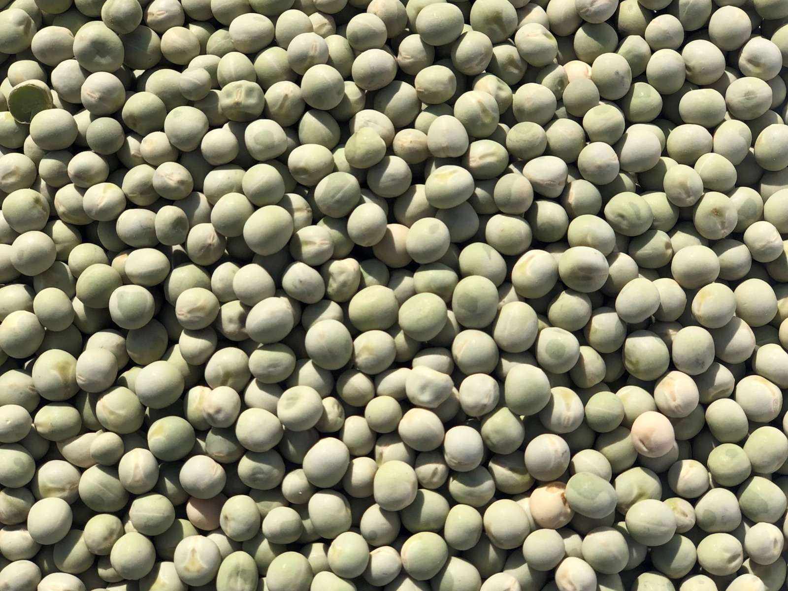 Pulse Varieties | Harlow Agriculture