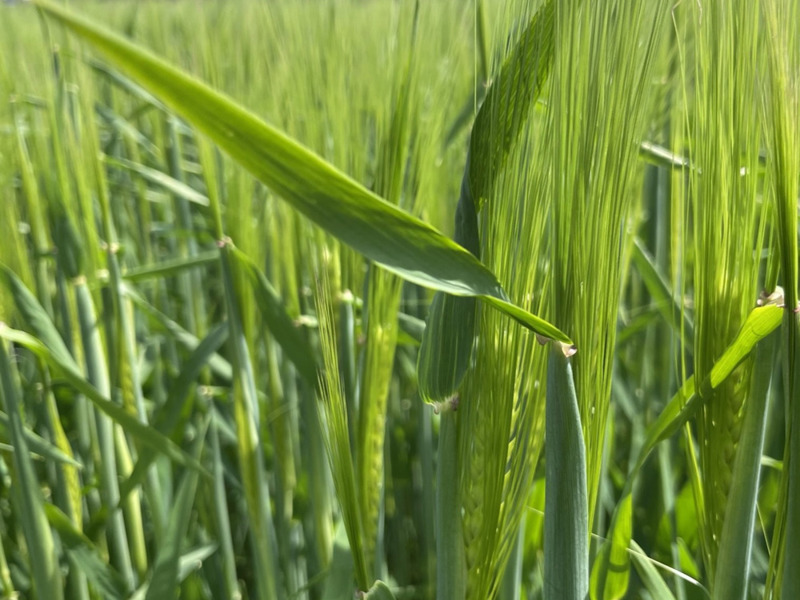 Barley Varieties | Harlow Agriculture